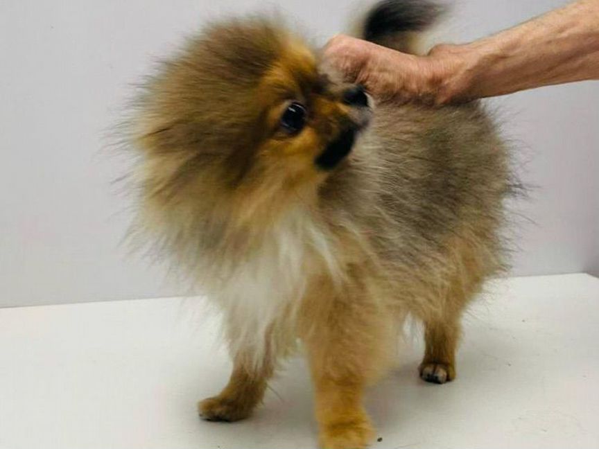 Продаются шпицы, мальчики, 3,5 месяца, привиты