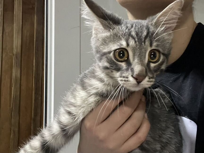 Котёнок в добрые руки