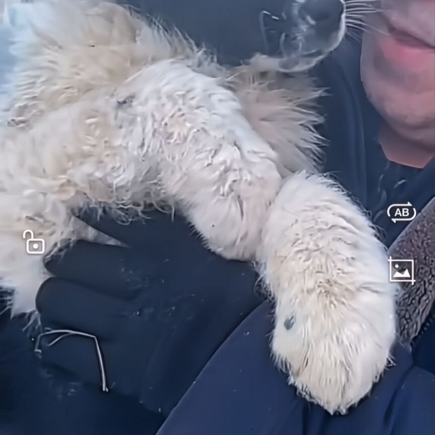 Щенок в добрые руки