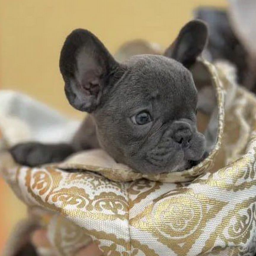 Французский бульдог