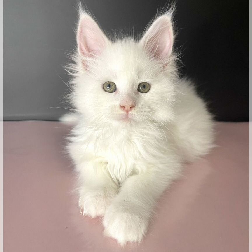 Котята мейн-кун белые