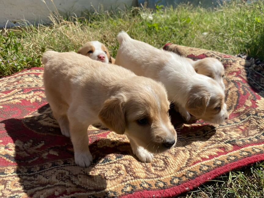 Щенки спаниеля