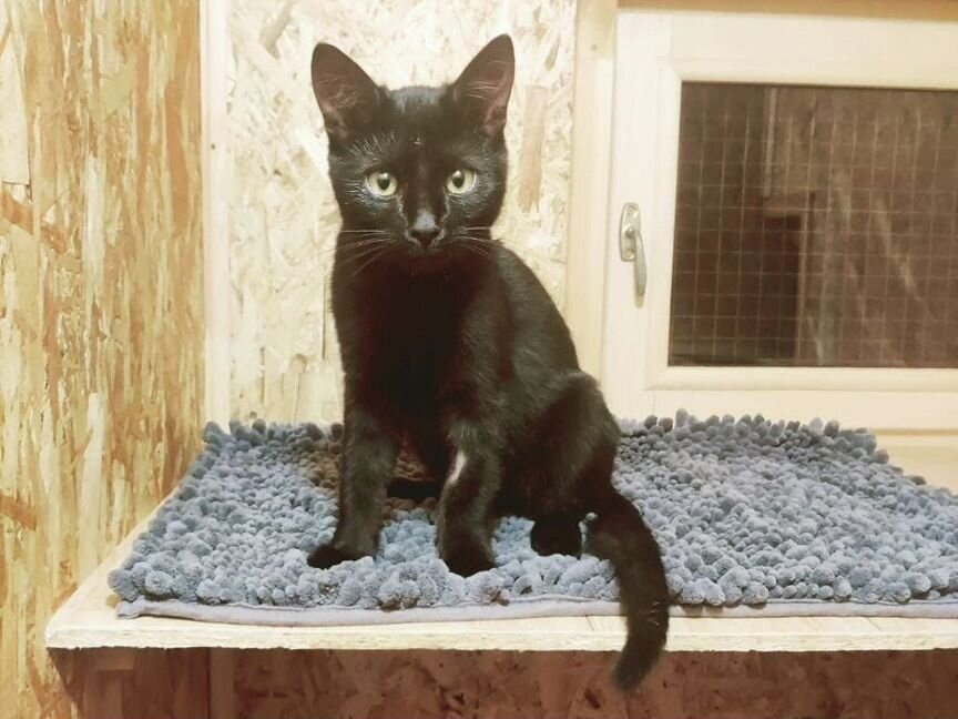 Котенок Чертенок. В дар