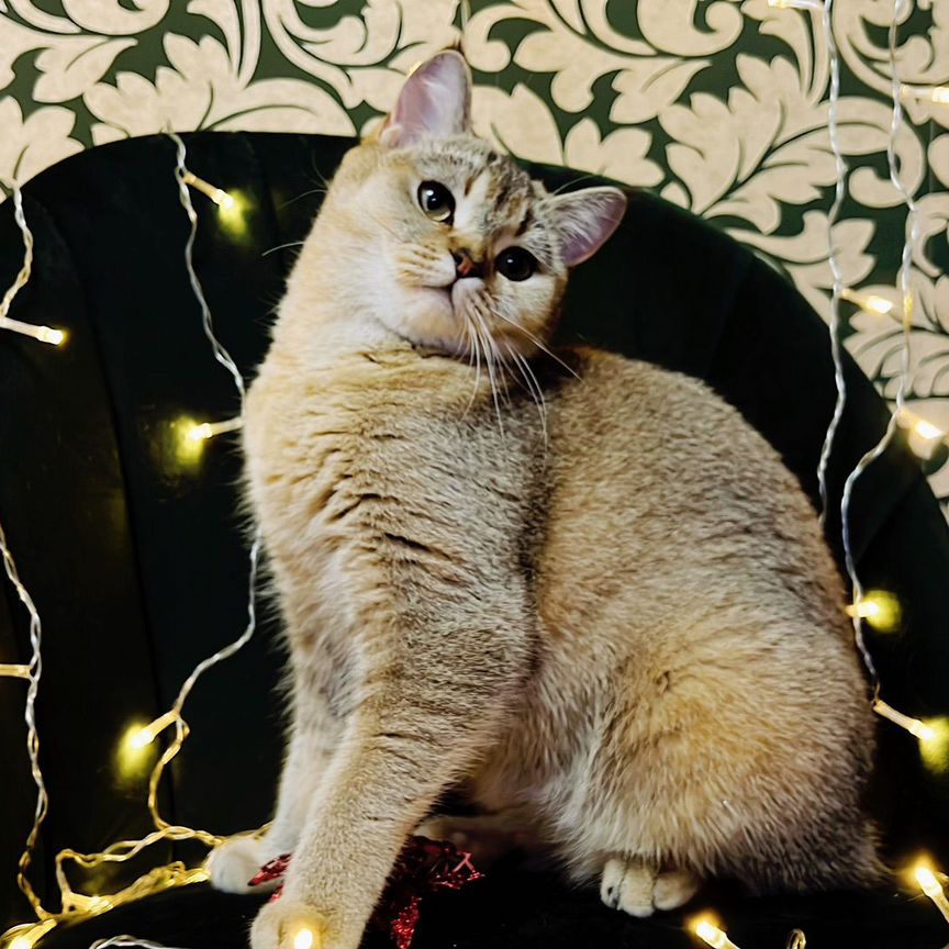 Шотландская золотая шиншилла с документами