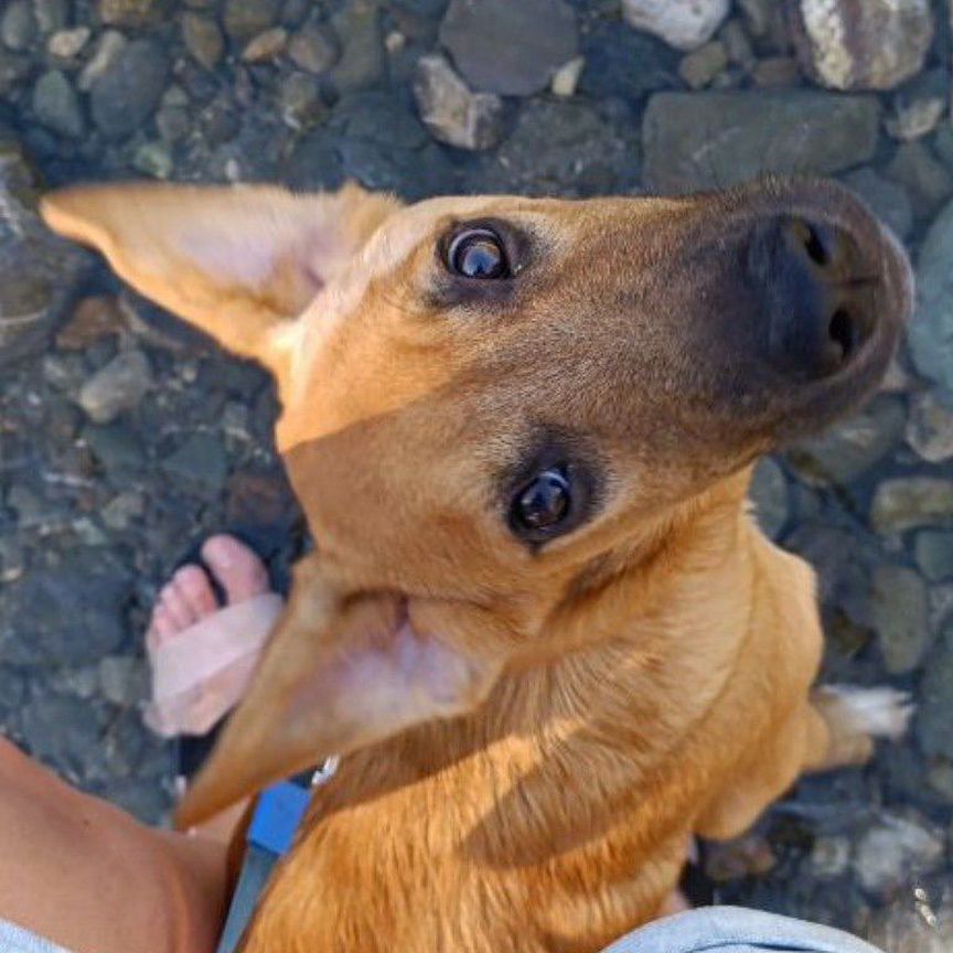 Собака в добрые руки