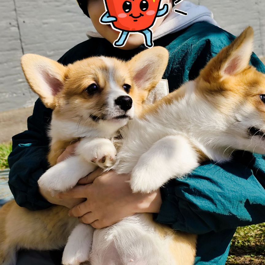 Вельш Корги Пемброк, щенок