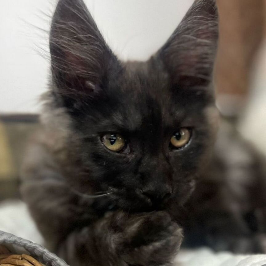 Котята мейн-кун черный дым