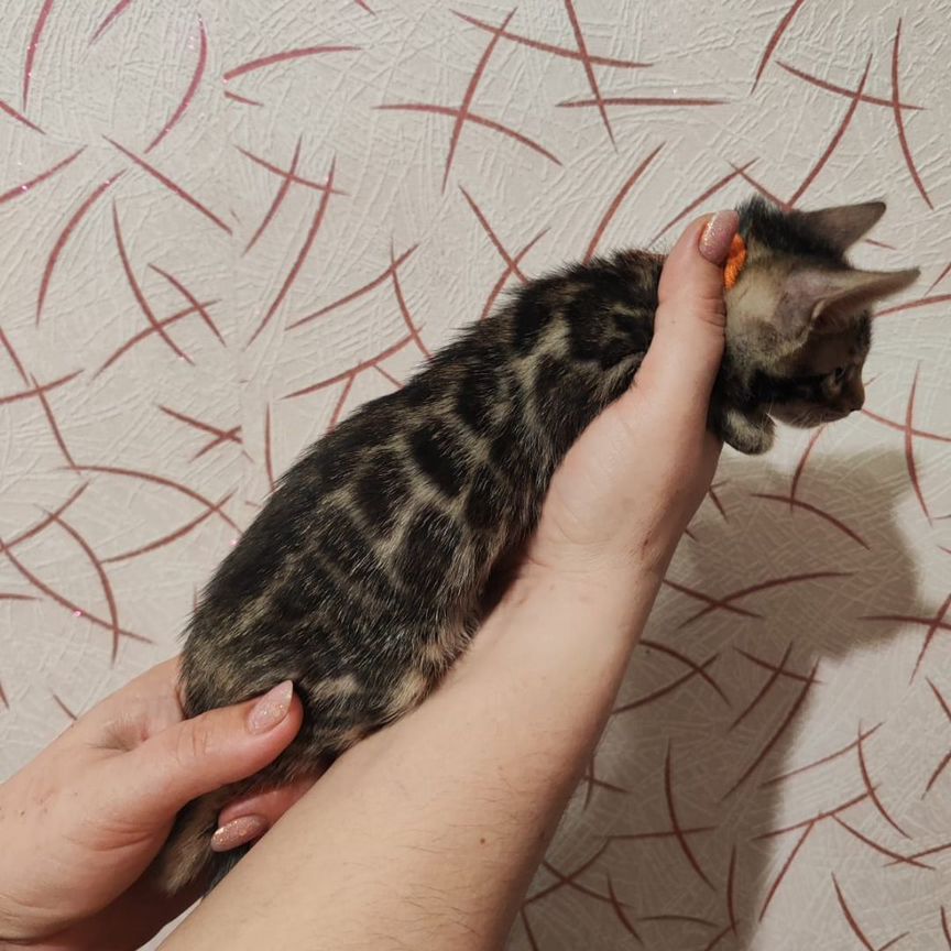 Бенгальские котята с документами