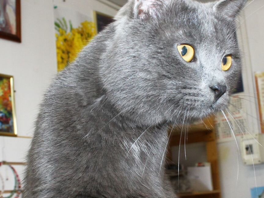 Найден кот