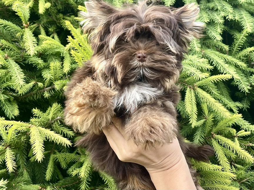 Невероятно красивый мини мальчик