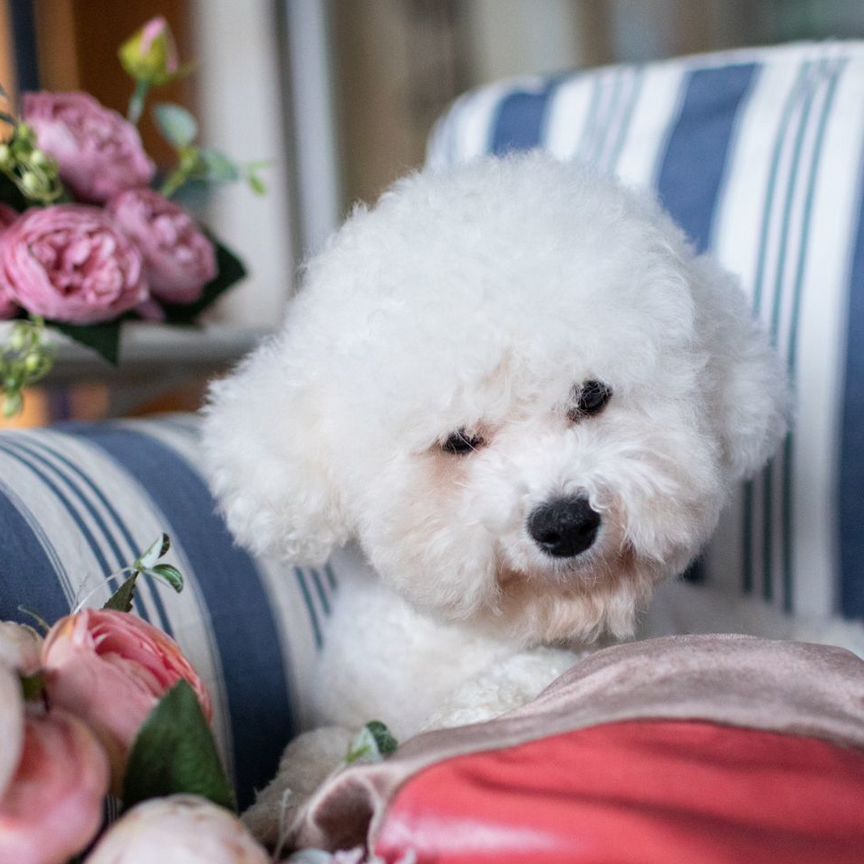 Бишон фризе, взрослая собака