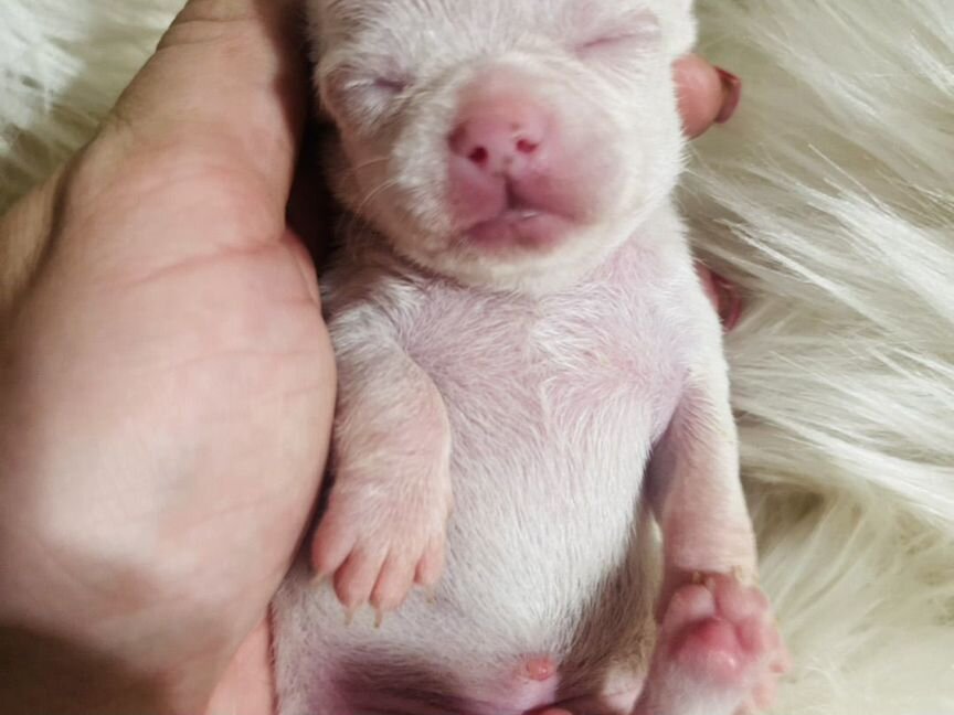 Щенки чихуахуа Мини и Микро