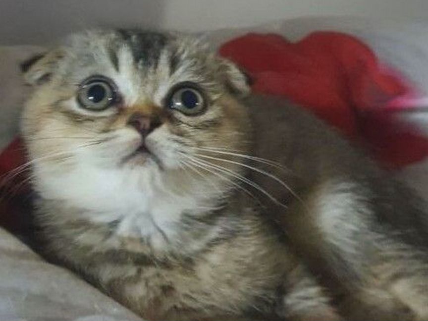Шотландские вислоухие котята шиншилла