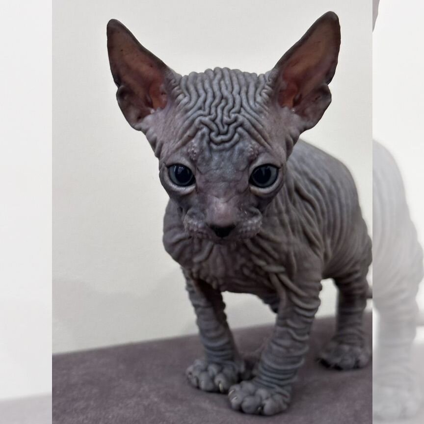 Донской сфинкс котёнок