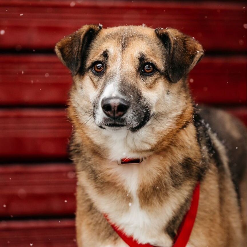 Собака в добрые руки