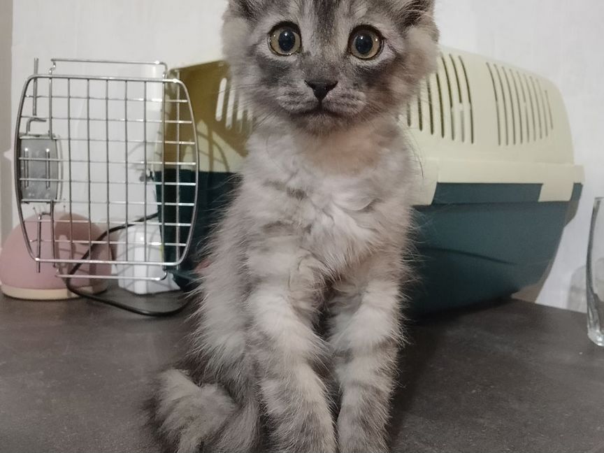 Котëнок мальчик