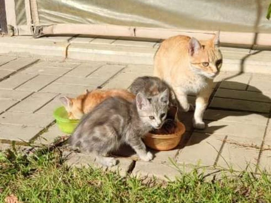 Кошки