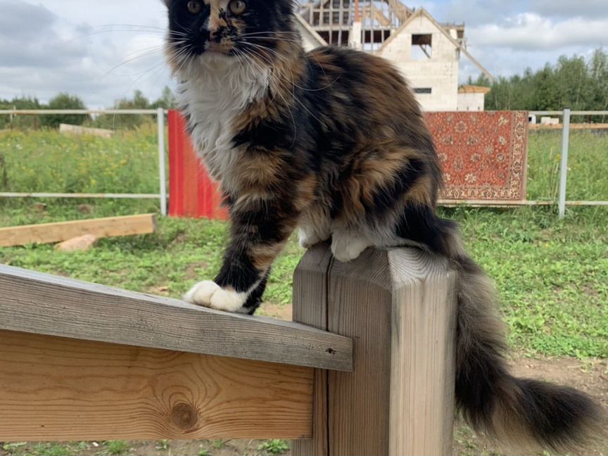 Котята мейн-кун