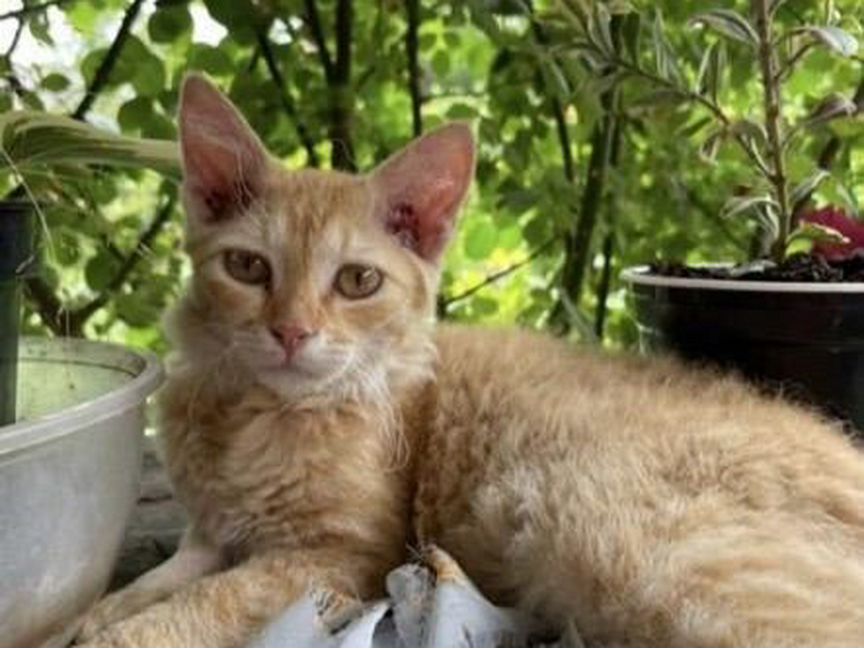 Котята уральский рекс