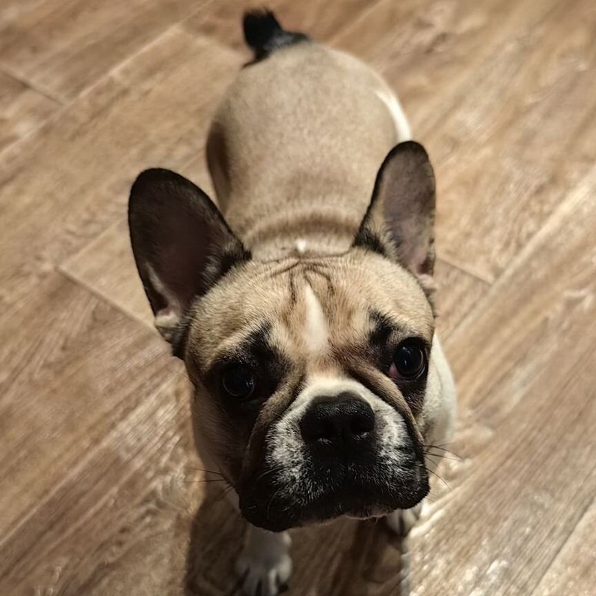 Французский бульдог, взрослая собака