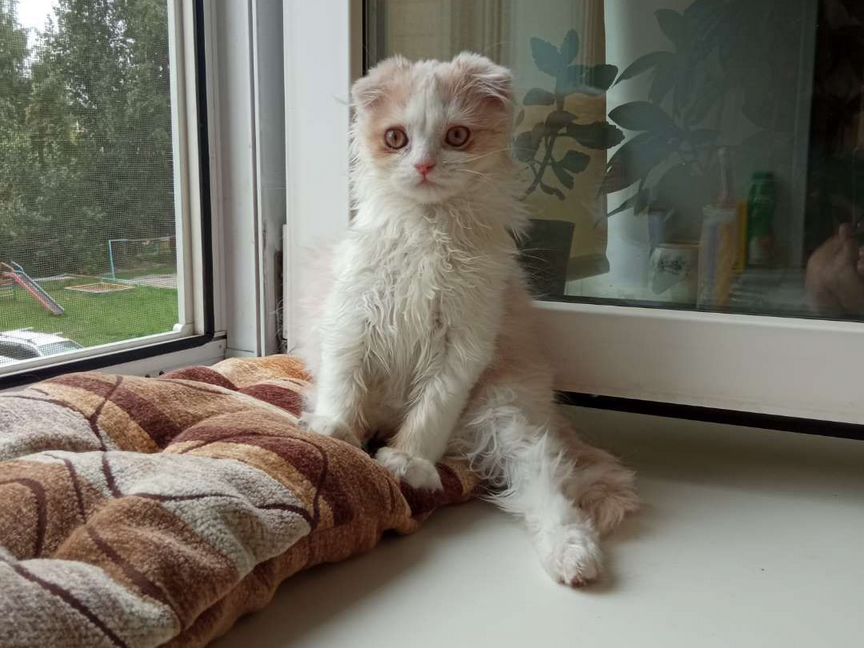 Кот, шотландский вислоухий, возраст 9месяцев