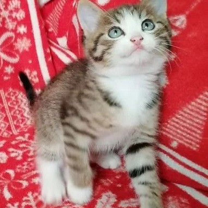 Котенок