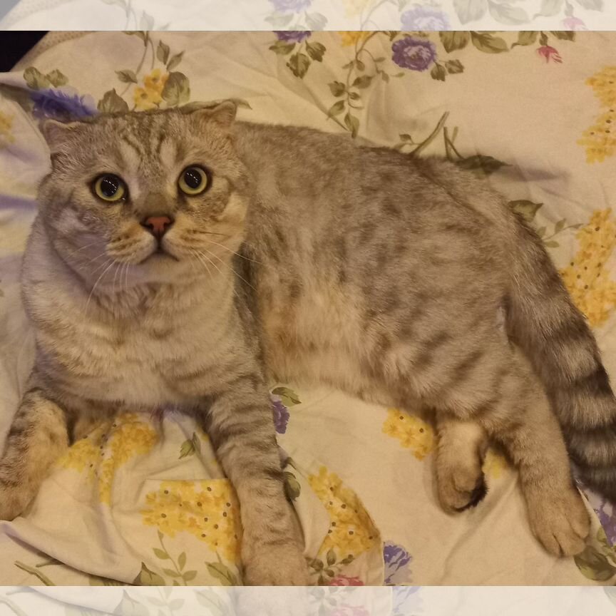 Шотландский прямоухий короткошёрстный кот, взрослый