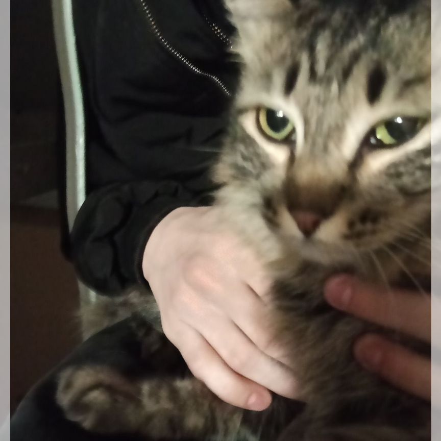 Взрослая, Девочка кошка в добрые руки