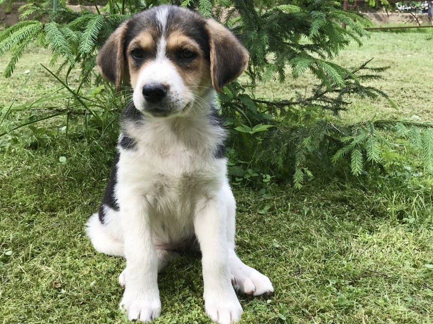 Щенок в добрейшие руки