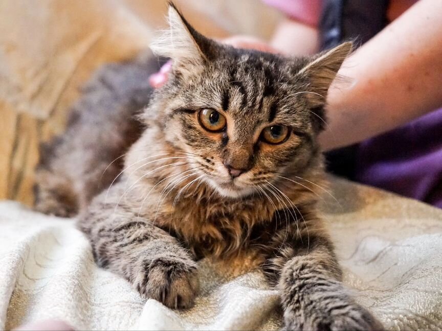 Кошка Рысь в дар