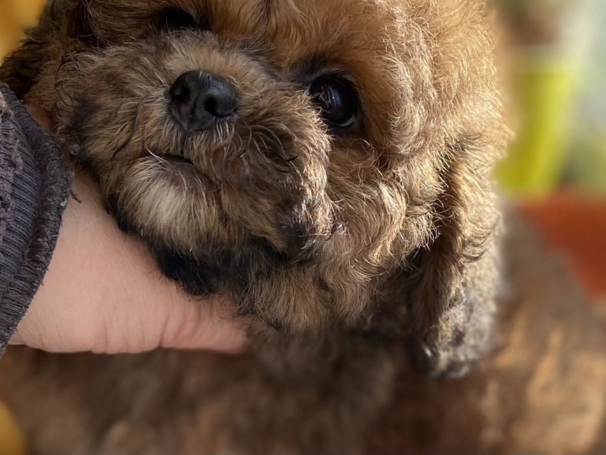 Мальтипу мальчик одуванчик