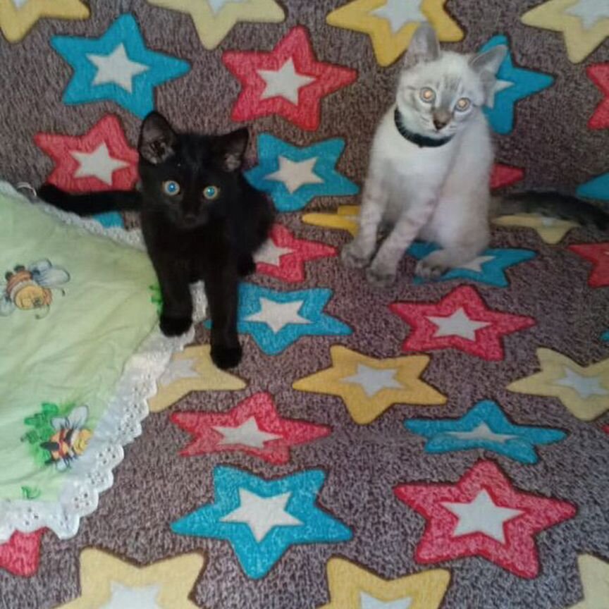 Котенок кот