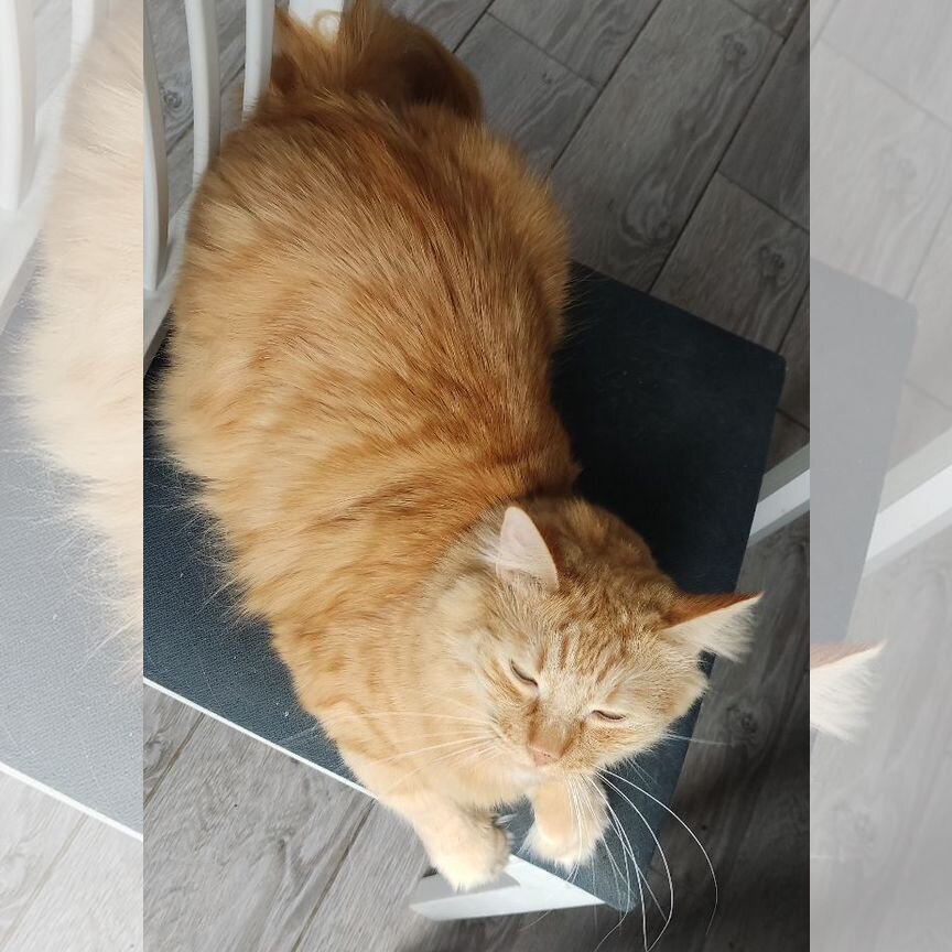 Взрослый кот от частного владельца