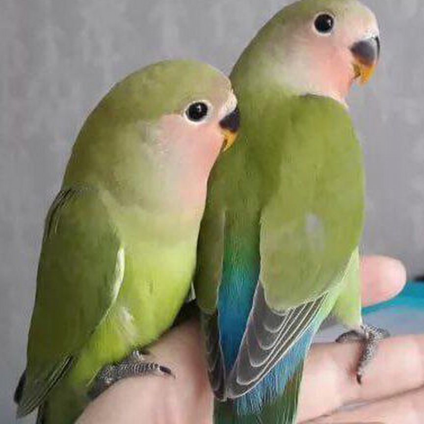 Попугай Ручной и ласковый неразлучник