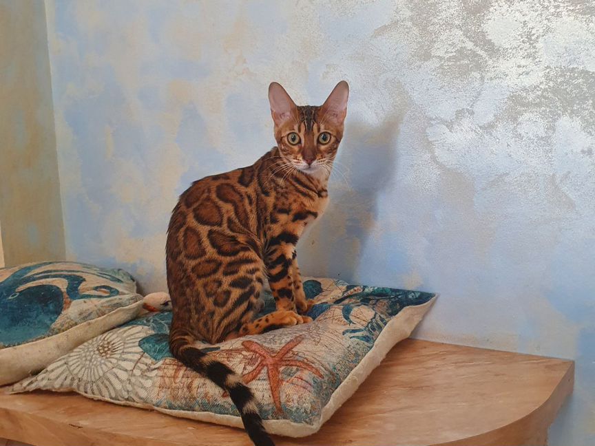Бенгальская кошка