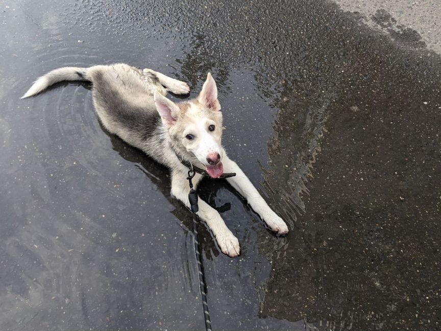 Щенок в добрые руки