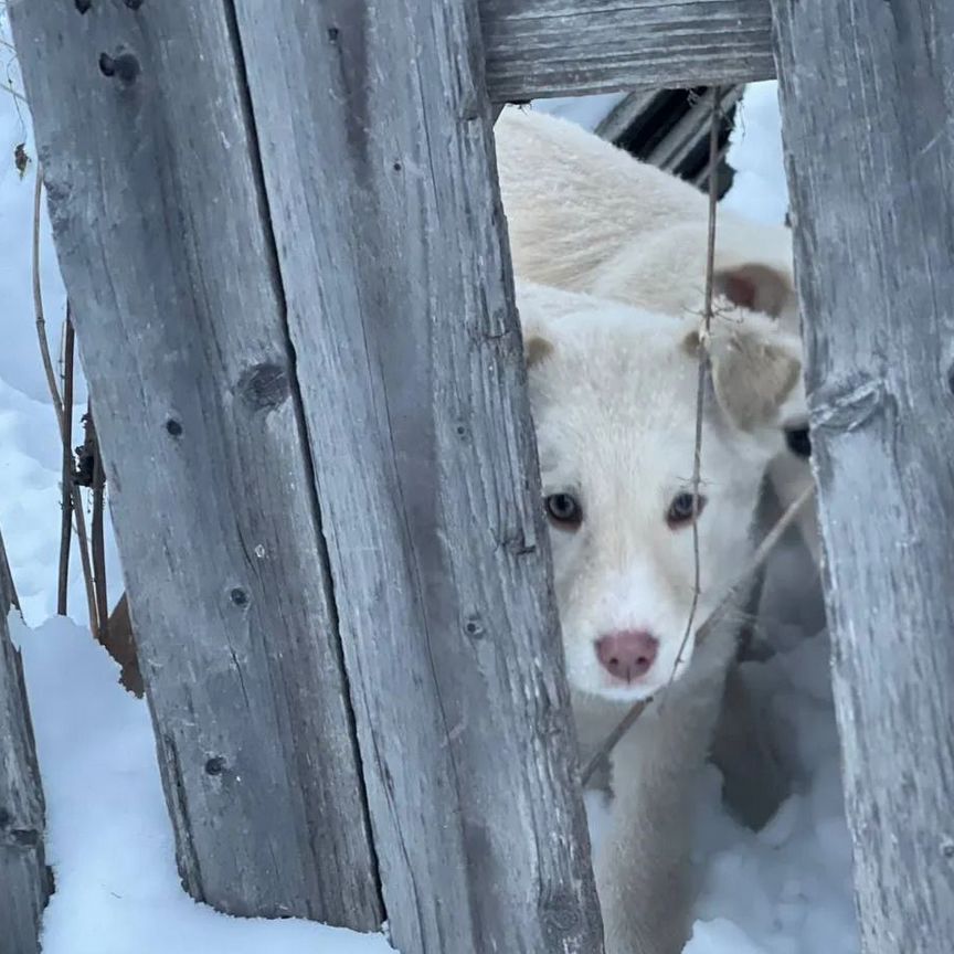 Щенок в добрые руки