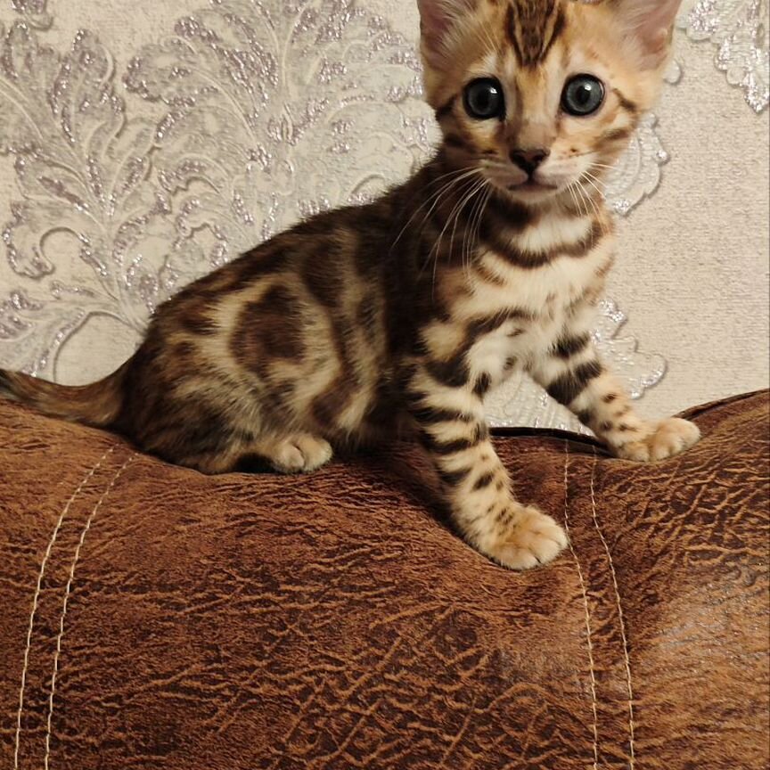 Бенгальская