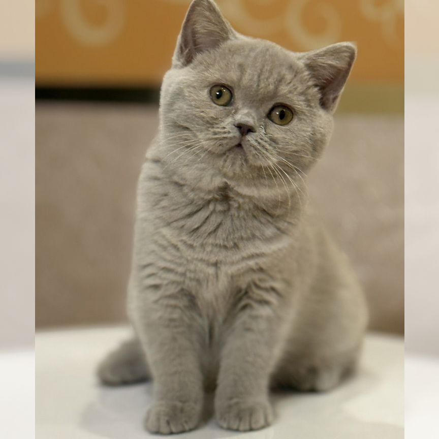 Британский короткошёрстный котёнок
