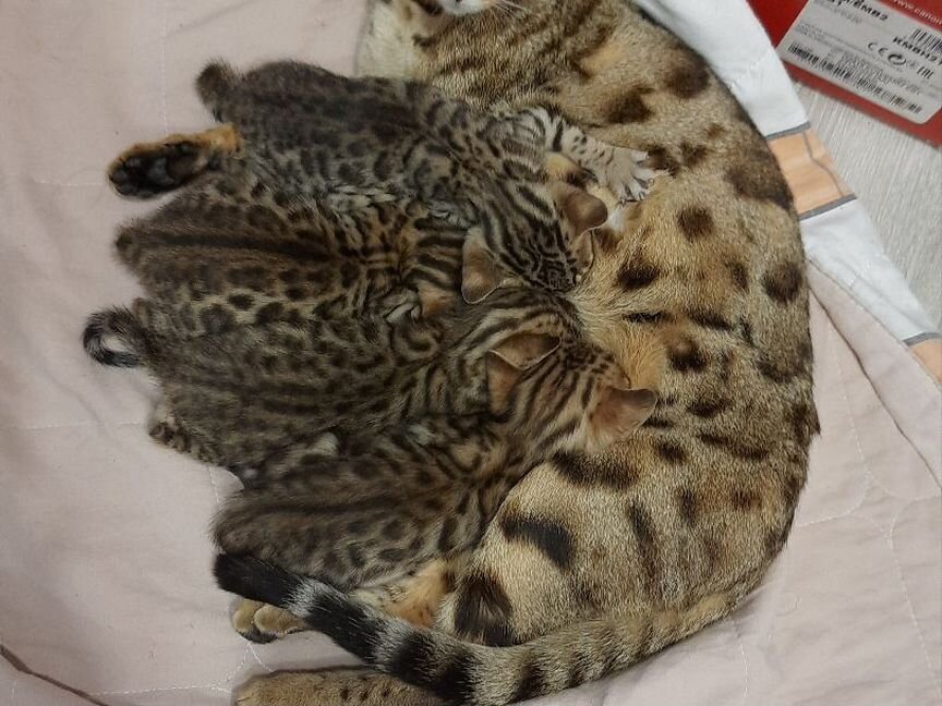 Бенгальские котята