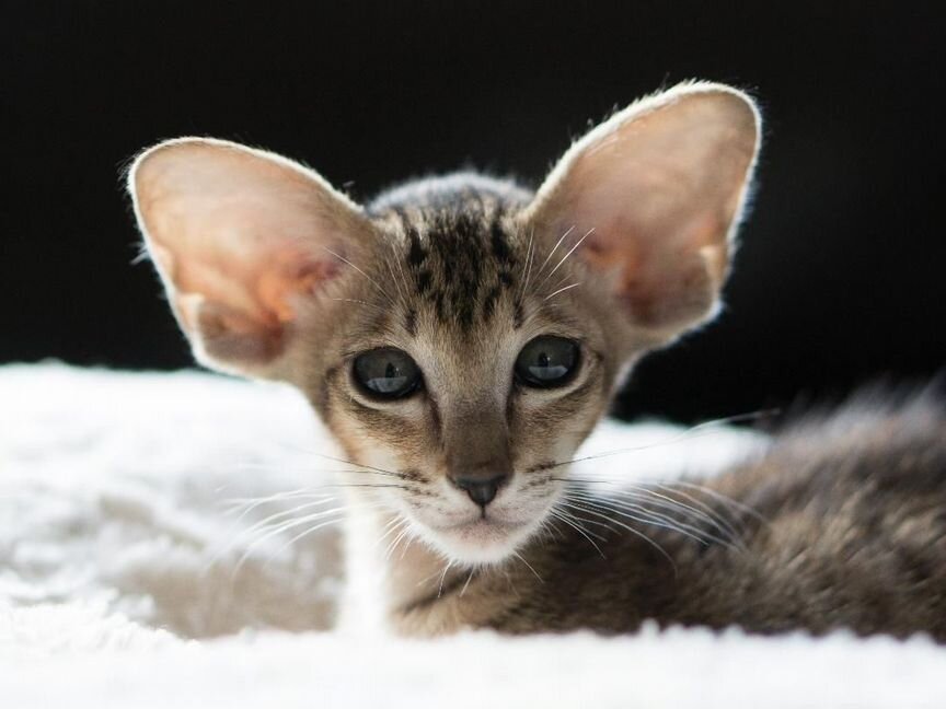 Котята ориенталы