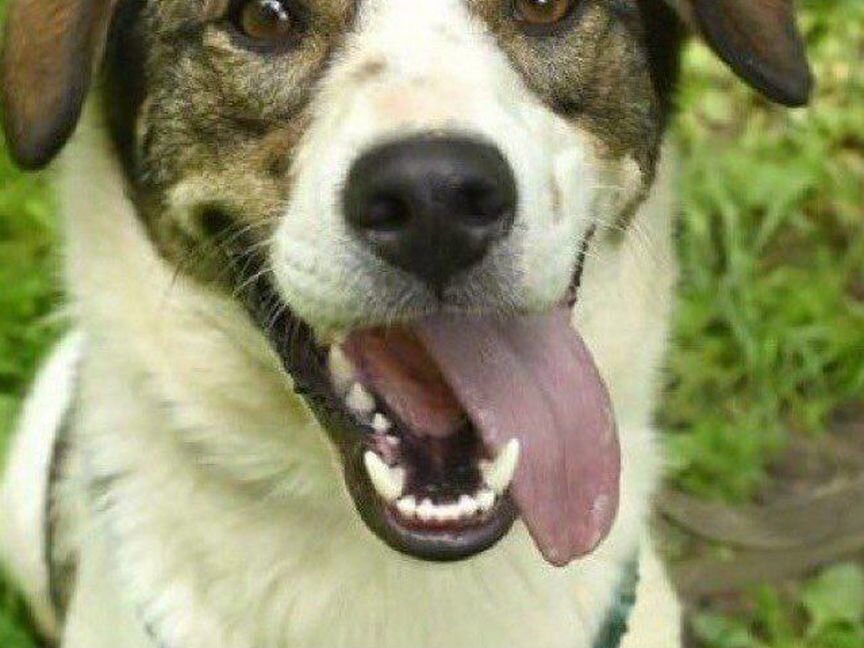 Щенок Денни в дар