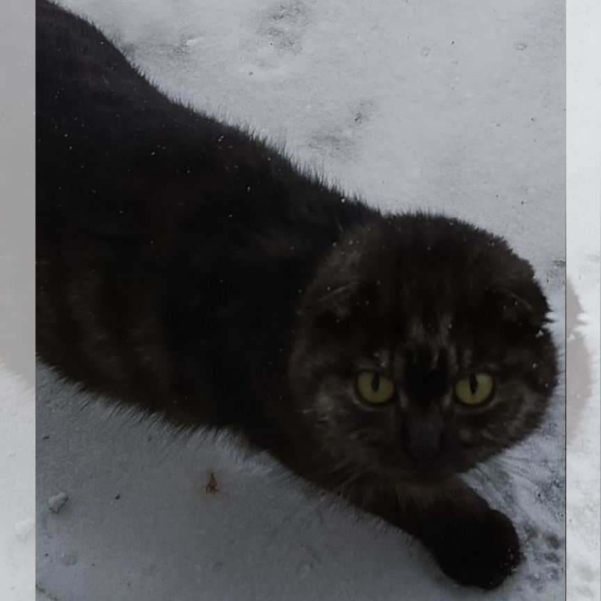 Шотландская вислоухая короткошёрстная кошка, взрослая