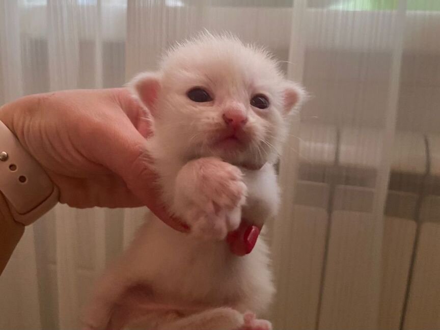 Котята сибирские в добрые руки