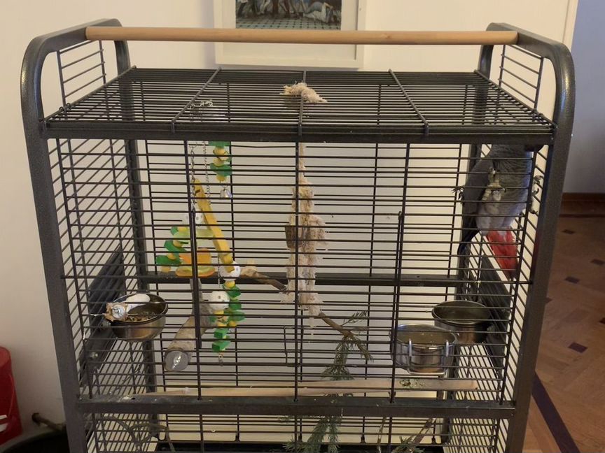 Продается большой, серый, говорящий попугай