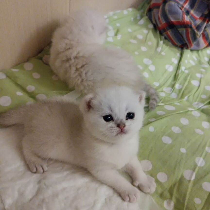 Маленькие комочки счастья