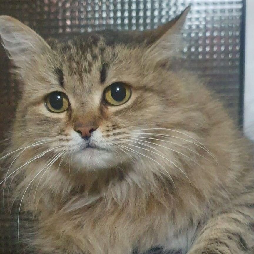 Чудесная кошечка Алиса в добрые руки