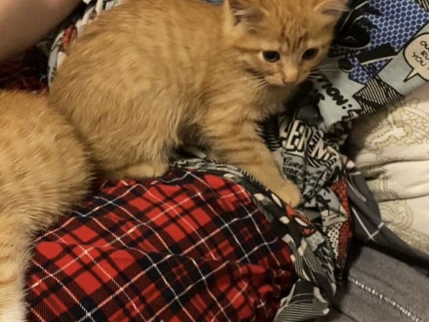 Котята сибирские гладкошерстные