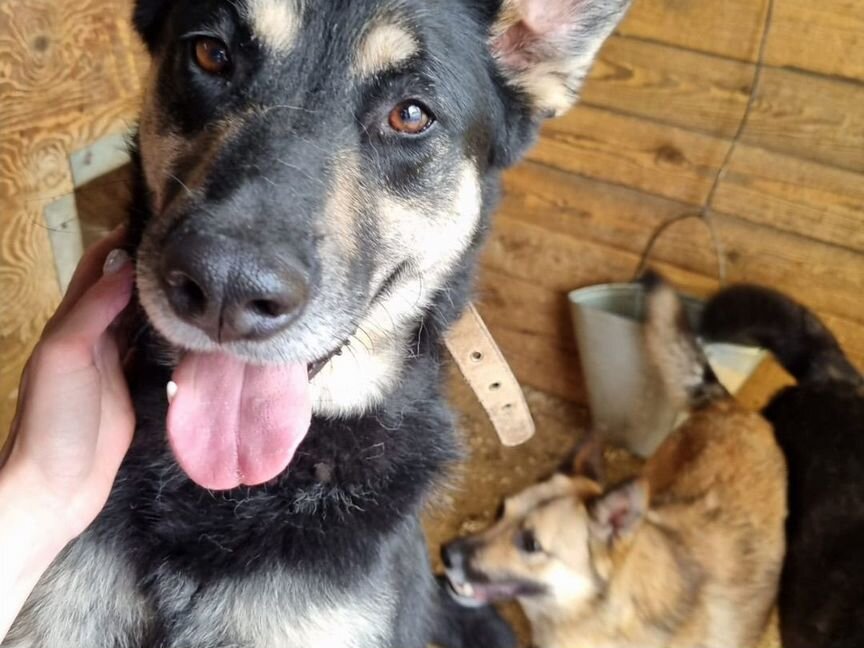 Собаки из приюта