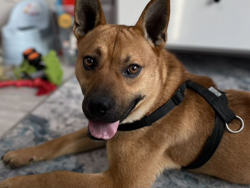 Собака в добрые руки отдам бесплатно